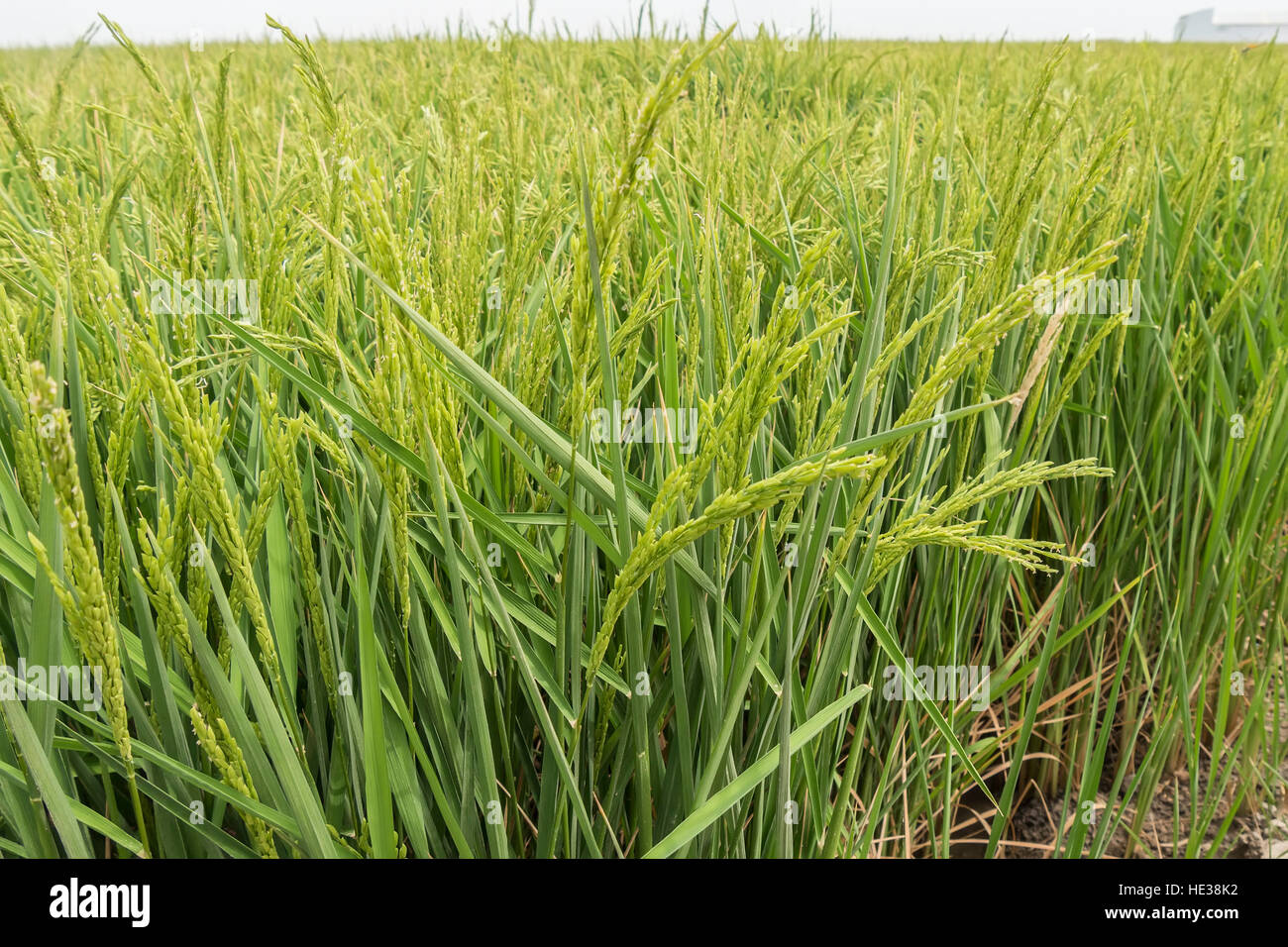 Unripe rice plantation Stock Photo - Alamy