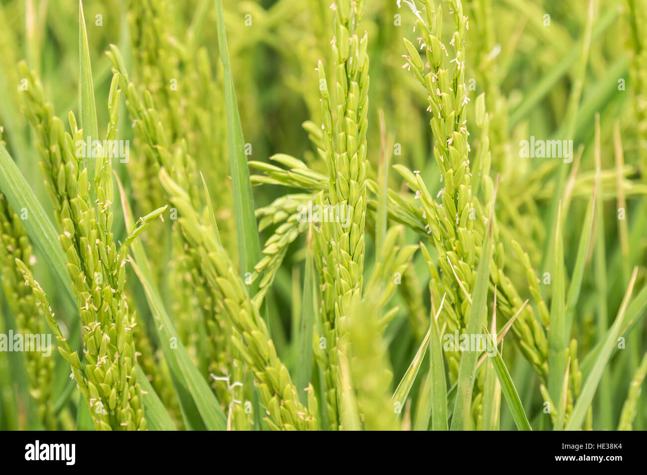 Unripe rice plantation Stock Photo - Alamy