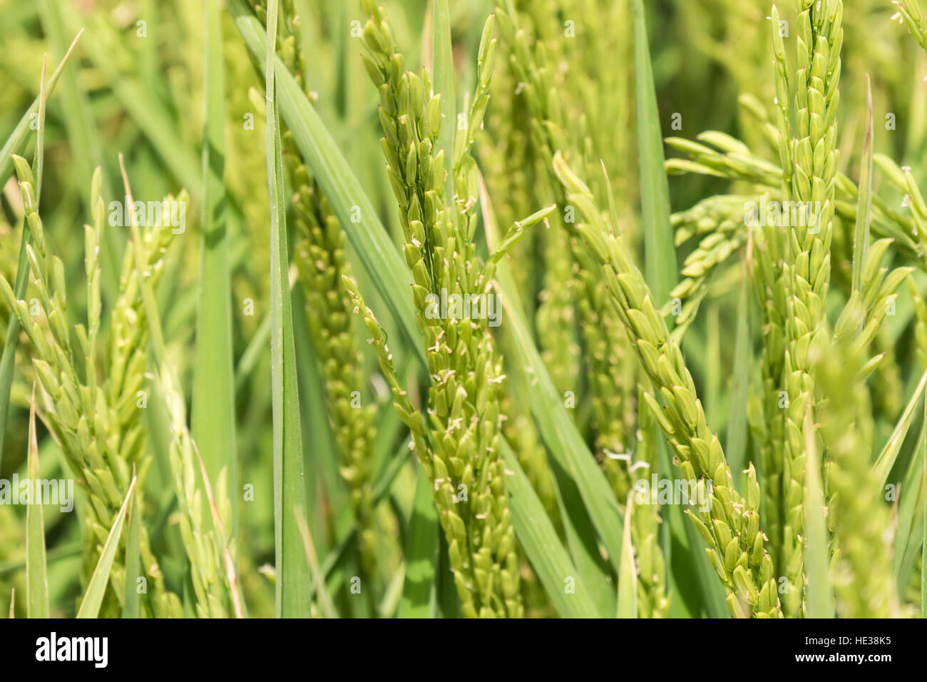 Unripe rice plantation Stock Photo - Alamy