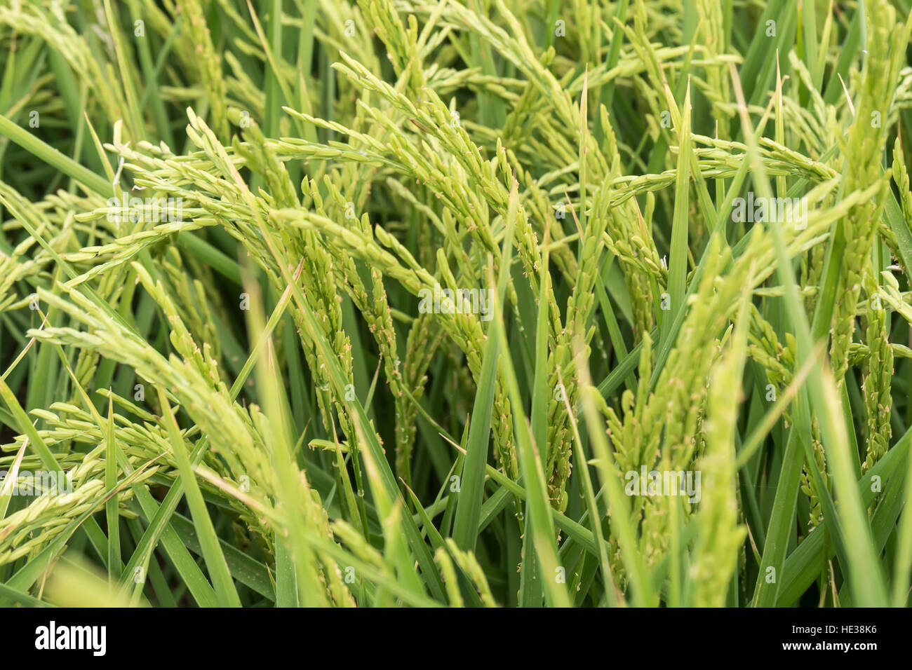 Unripe rice plantation Stock Photo - Alamy
