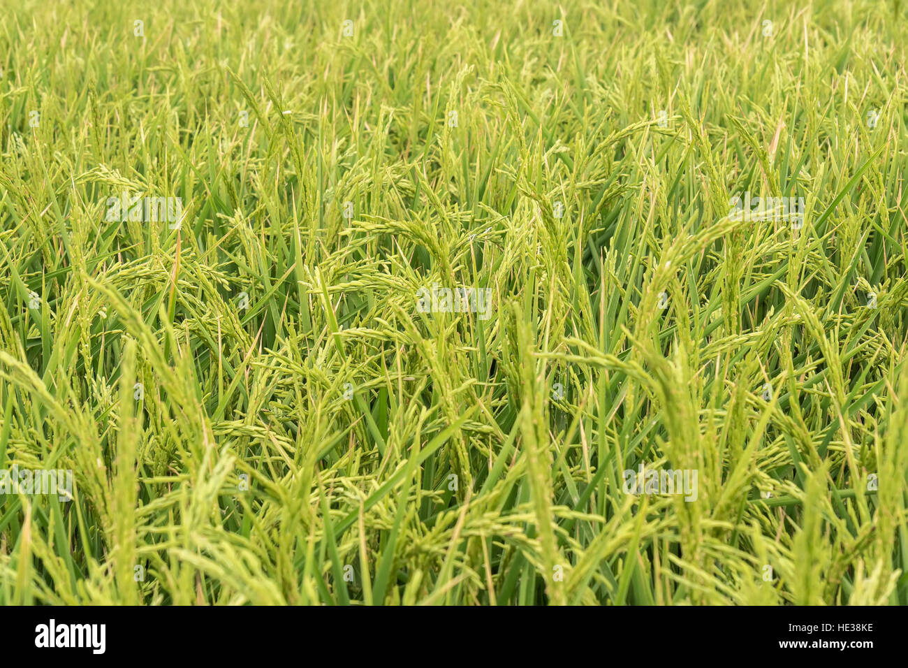 Unripe rice plantation Stock Photo - Alamy