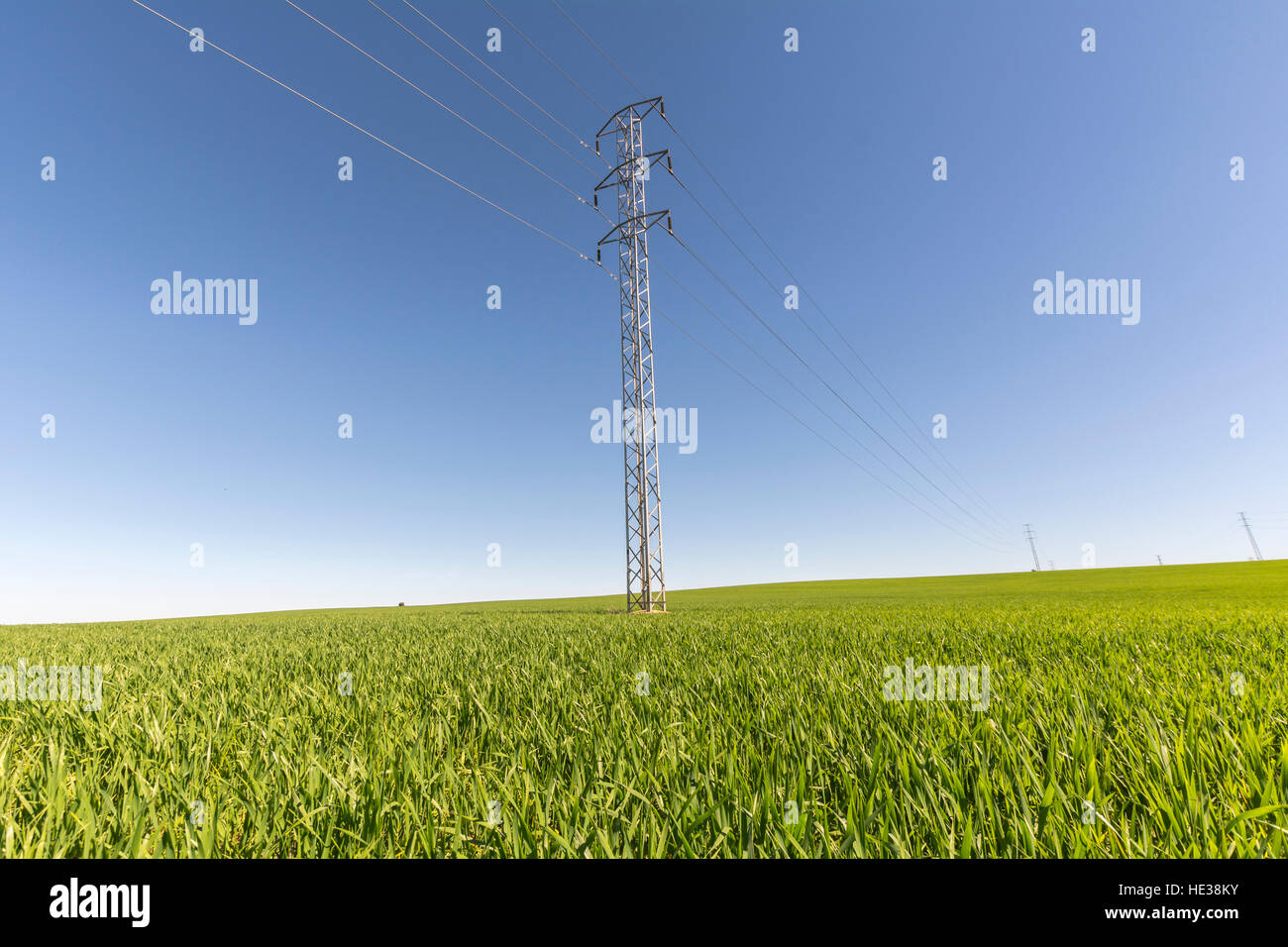 Electric tower in green field, wheat crop Stock Photo - Alamy
