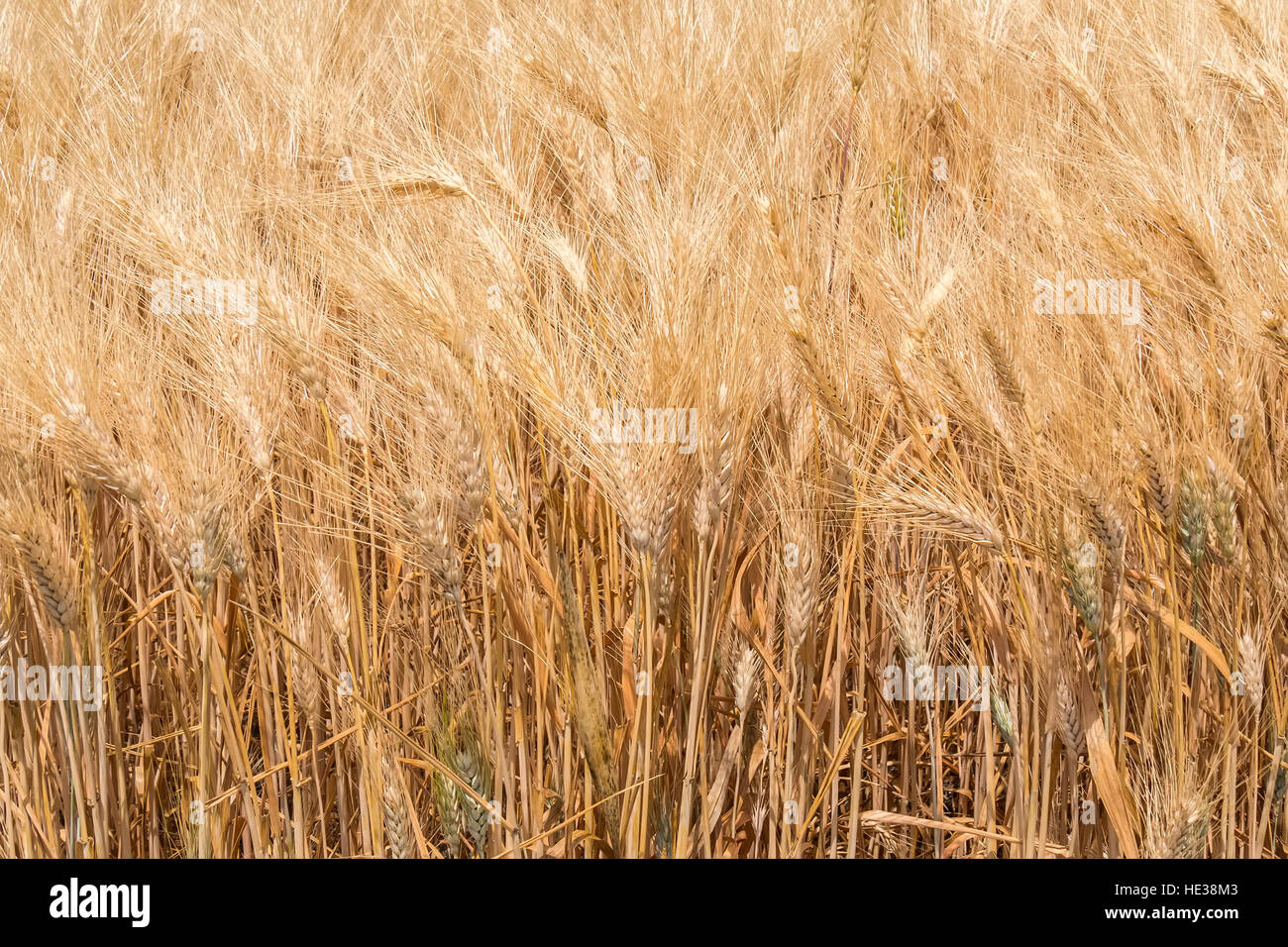 Harvest of ripe wheat Stock Photo - Alamy