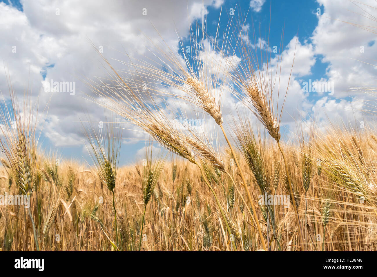 Harvest of ripe wheat Stock Photo - Alamy