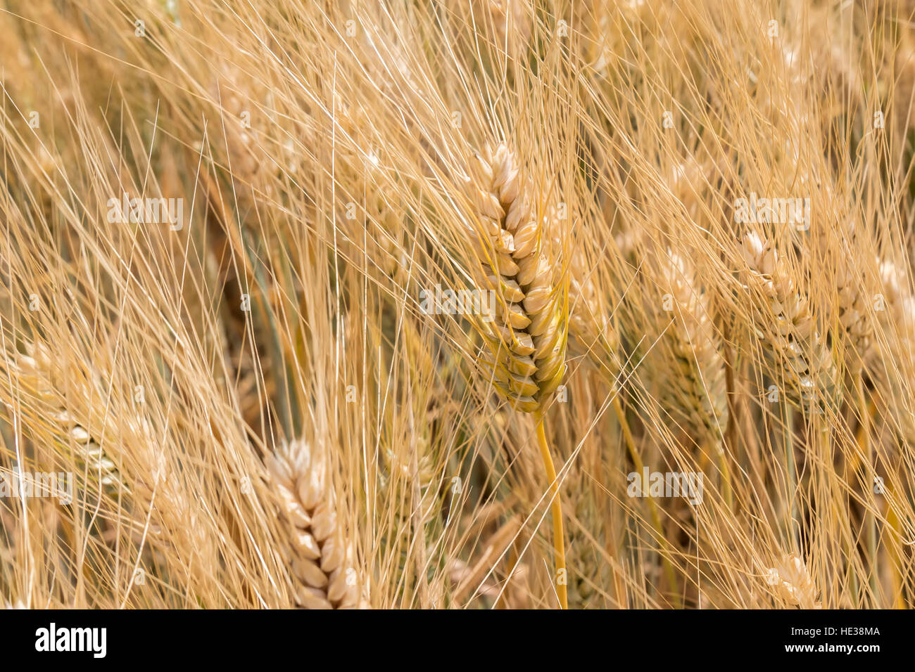 Harvest of ripe wheat Stock Photo - Alamy