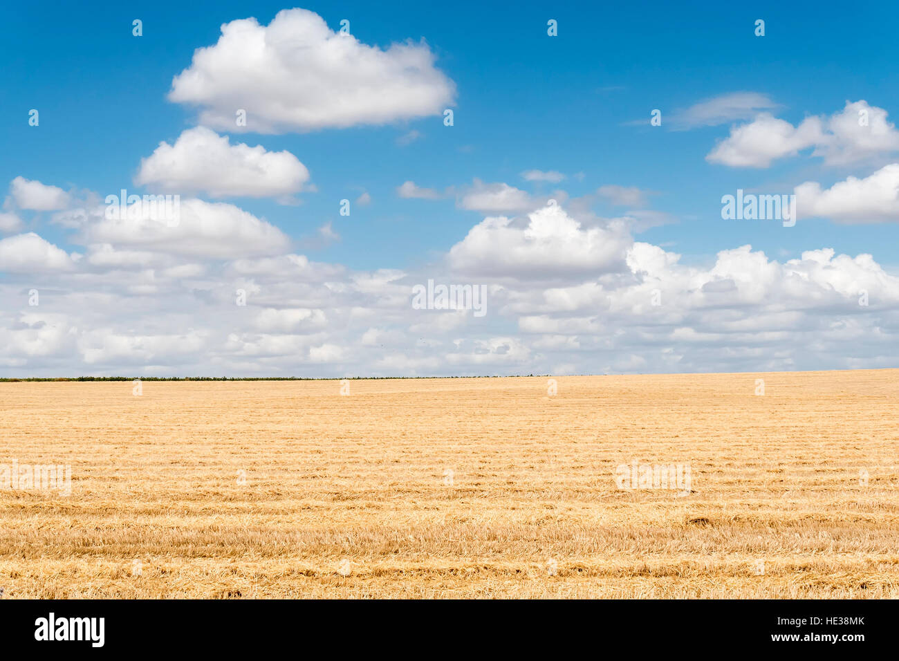 Collected wheat field Stock Photo - Alamy