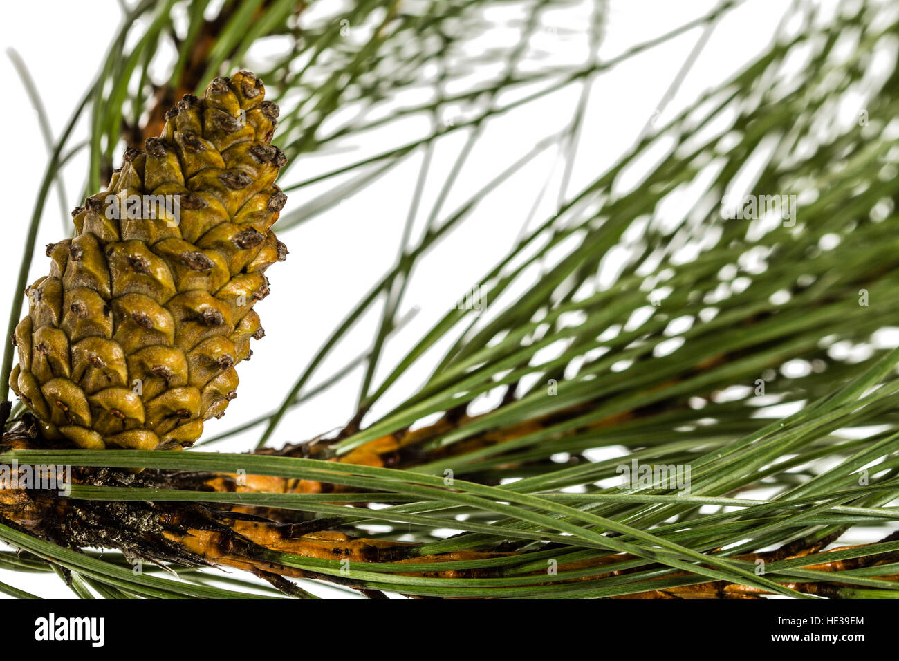 Beautiful green pine cones on a branch, isolated on a white background ...