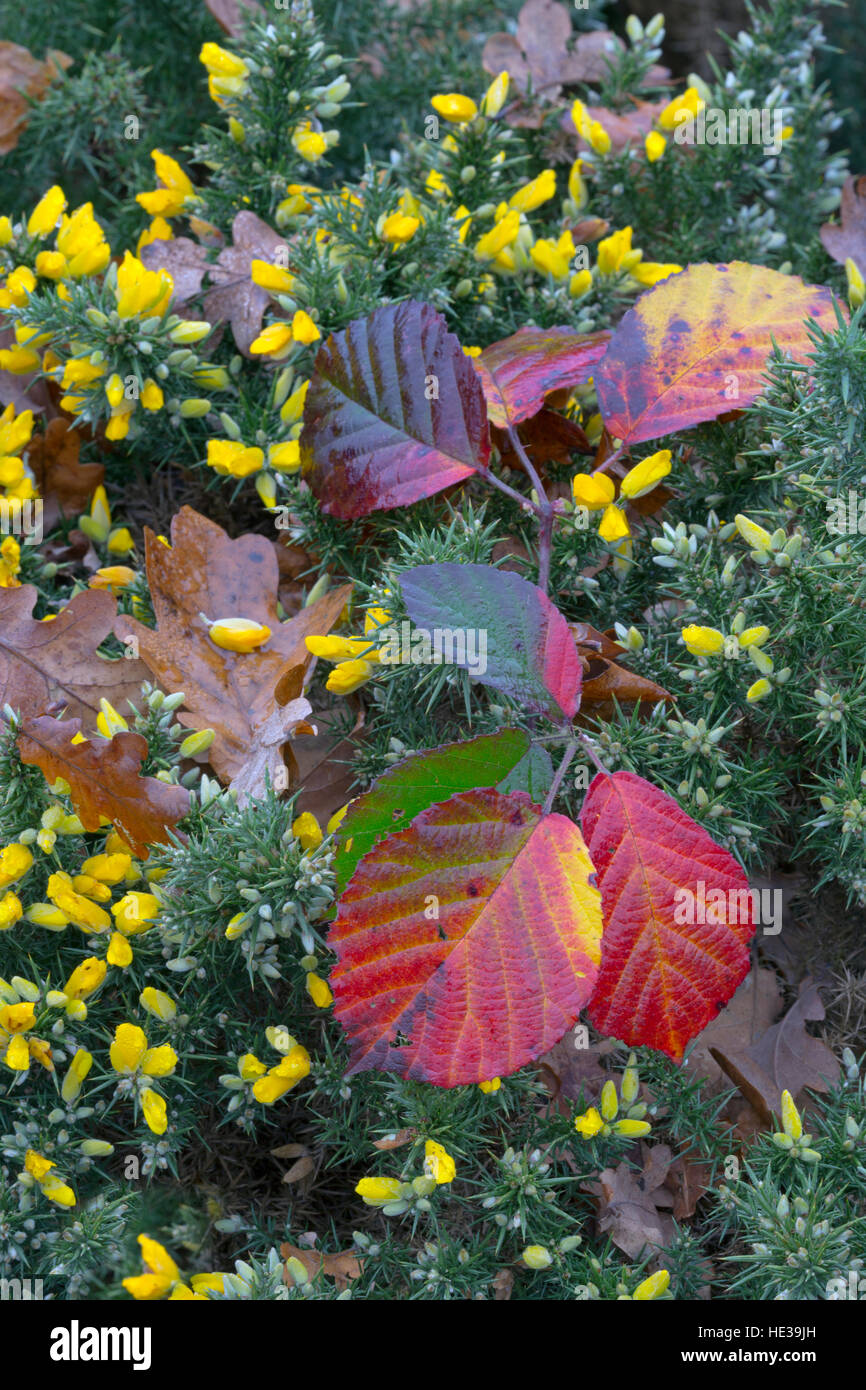 Bramble leaves in autumn with flowering gorse in tangled hedgerow Stock ...