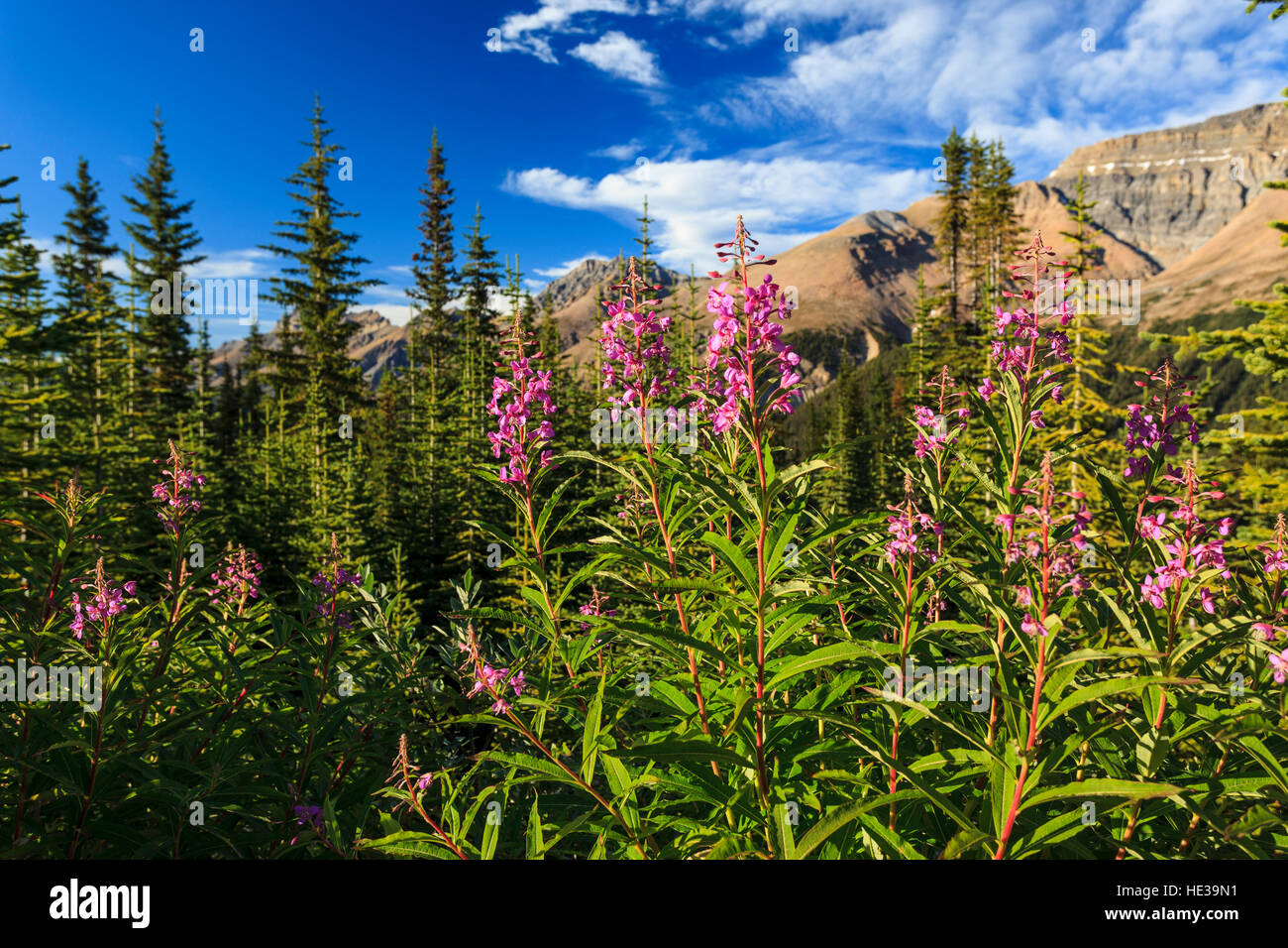 Flowering fireweed Chamerion augustifolium along the Banff Jasper ...
