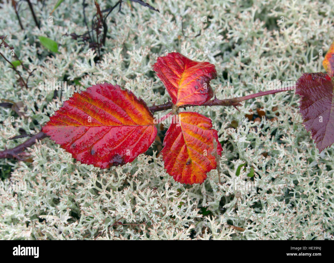 Vegetation changes color hi-res stock photography and images - Alamy