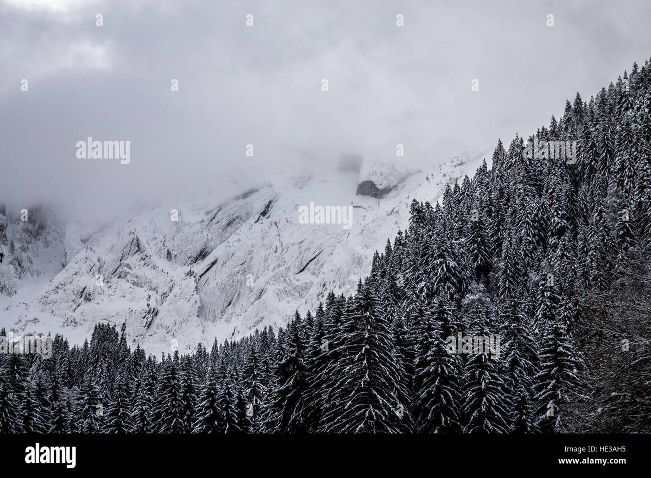 Tree line with a snowy mountain range behind Stock Photo - Alamy