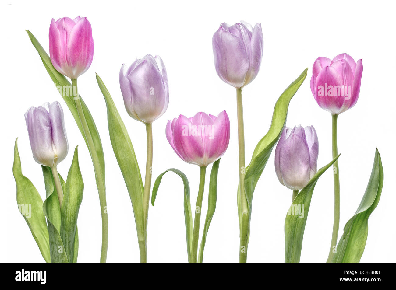 Floral Arrangement Of Spring Tulip Flowers Stock Photo Alamy