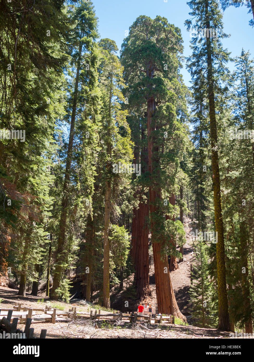 Sequoia trees along The Congress Trail in Sequoia & Kings Canyon ...