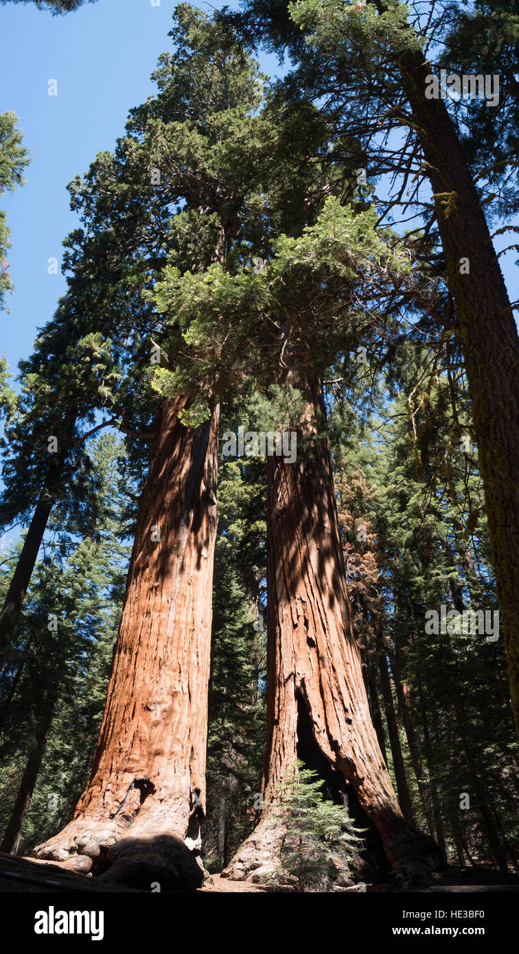 Giante sequoia hi-res stock photography and images - Alamy