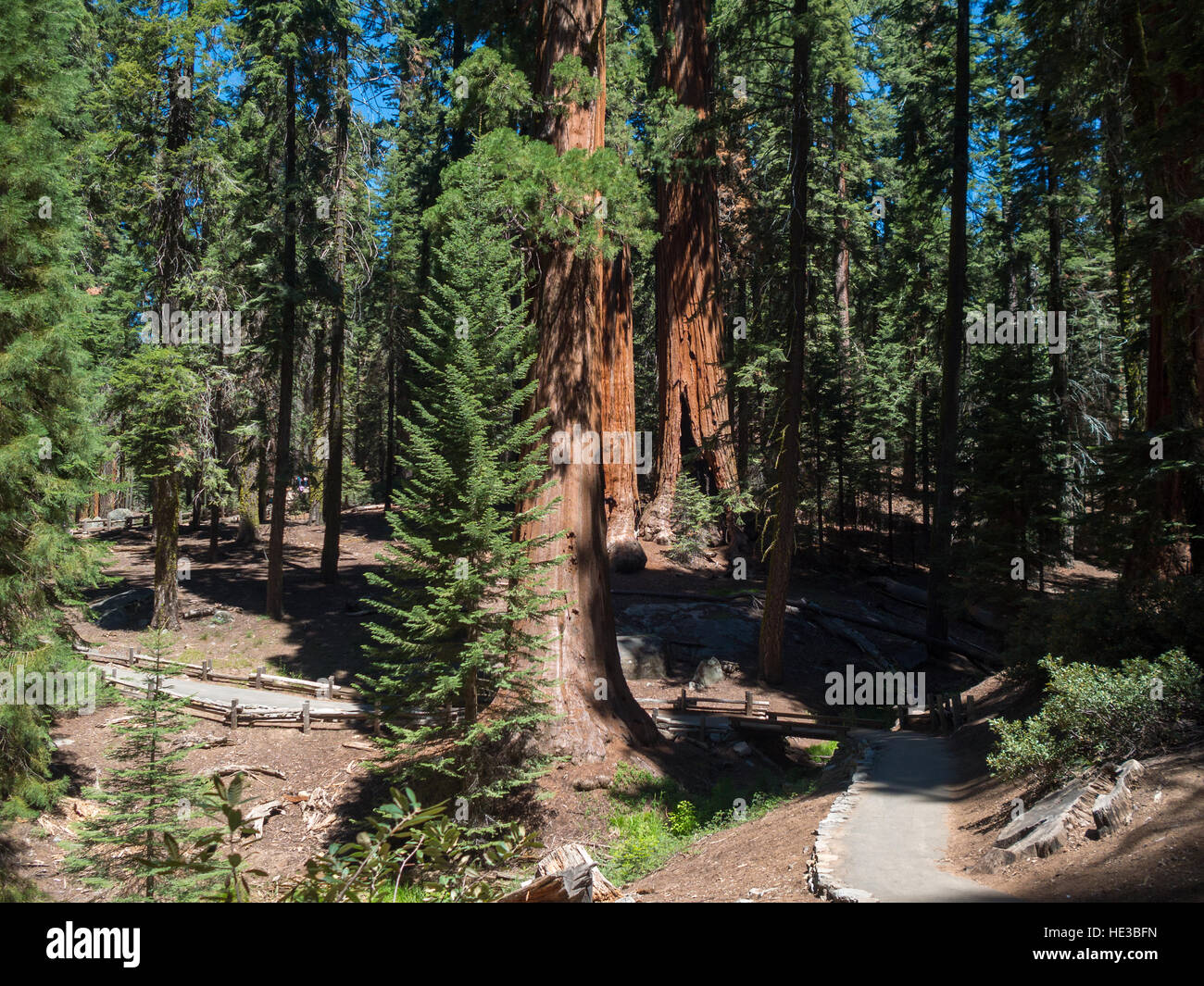 Sequoia national park and path hi-res stock photography and images - Alamy