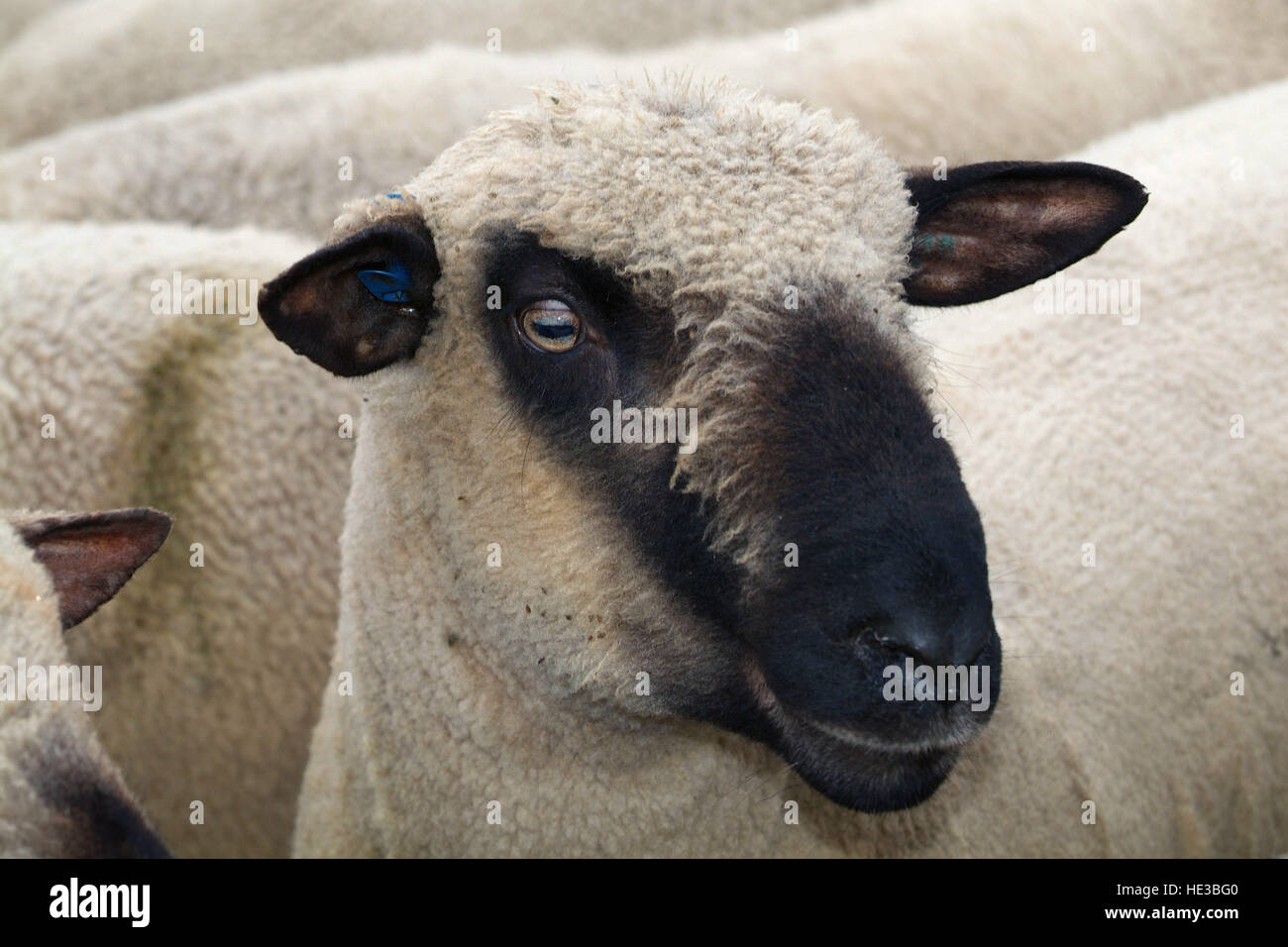 Cholderton wiltshire hi-res stock photography and images - Alamy