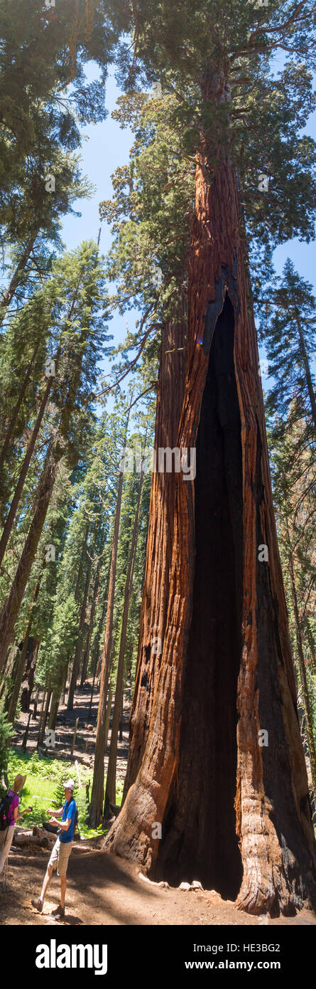 Giante sequoia hi-res stock photography and images - Alamy