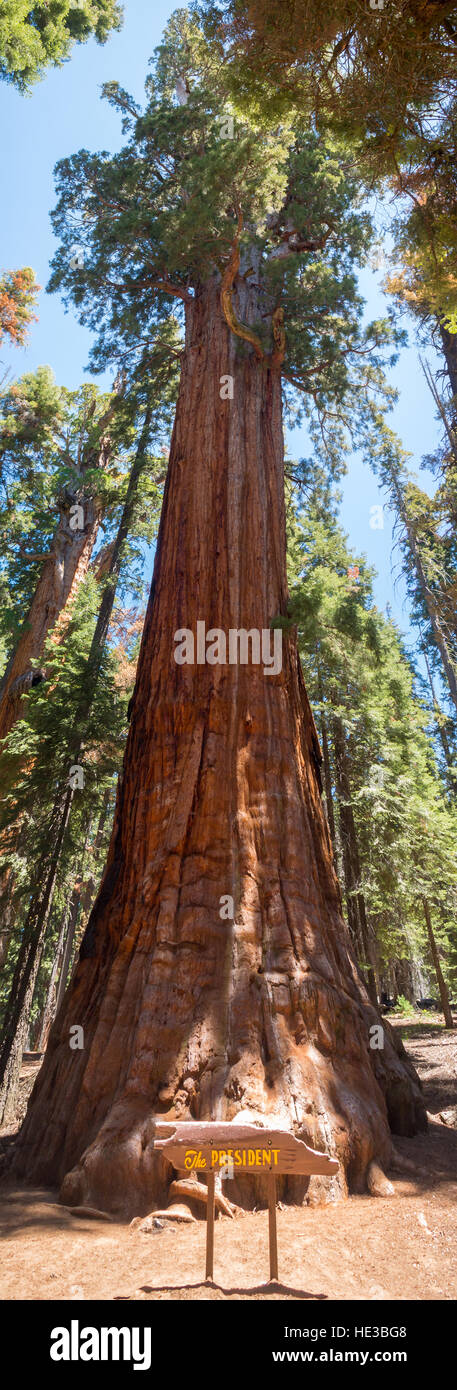 El President tree Stock Photo - Alamy