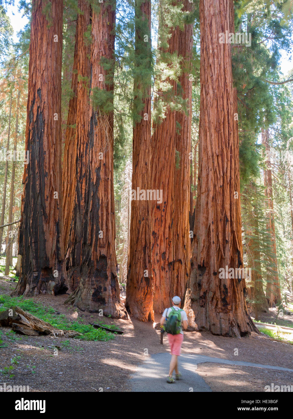Walking by the House Group Trees, The Congress Trail in Sequoia & Kings ...