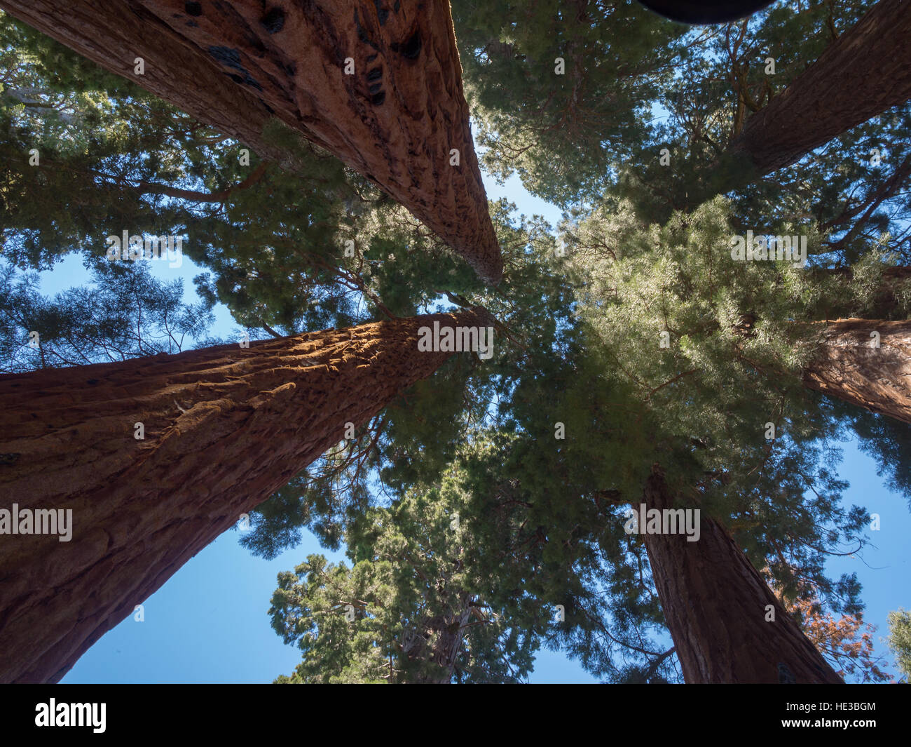 Congress trail sequoia national park hi-res stock photography and ...