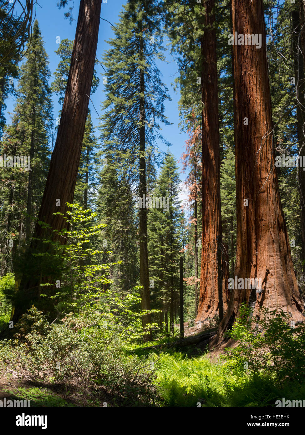 Giante sequoia hi-res stock photography and images - Alamy