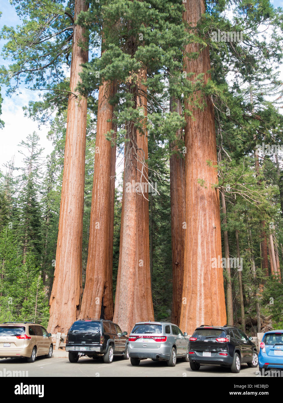 Car parked by giant redwood tree hi-res stock photography and images ...