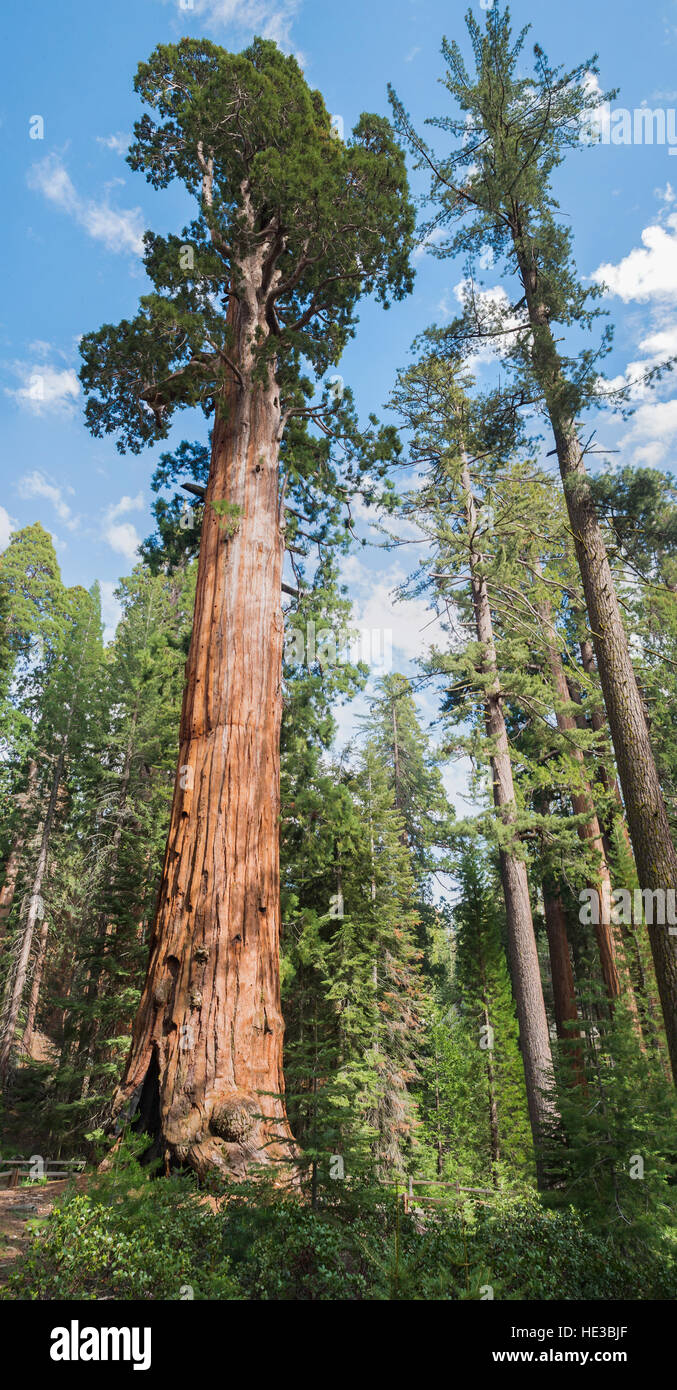 Giant sequoia trees Stock Photo - Alamy