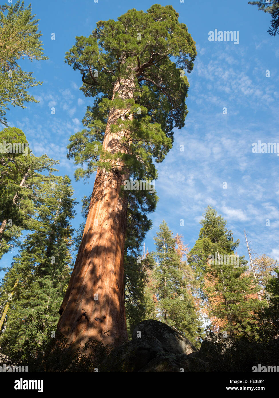 Giante tree hi-res stock photography and images - Alamy