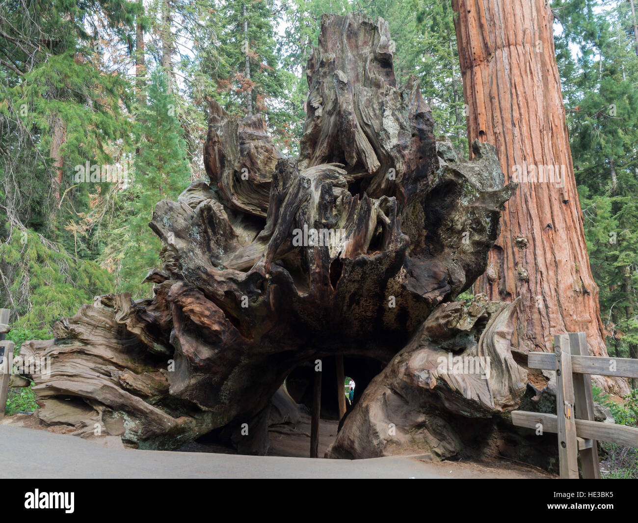 The Leaning Tree base Stock Photo - Alamy