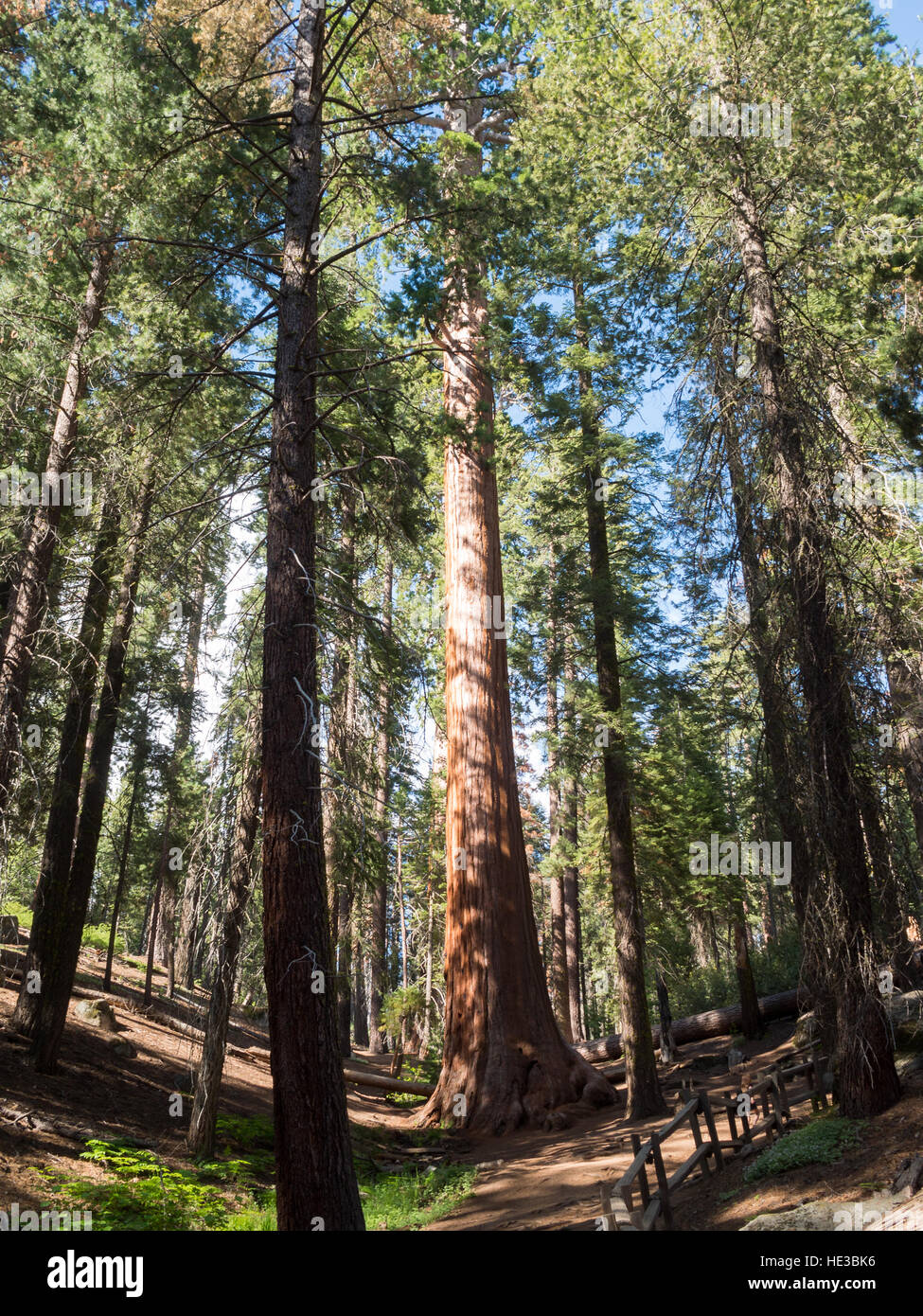 Giant trees forest Stock Photo - Alamy