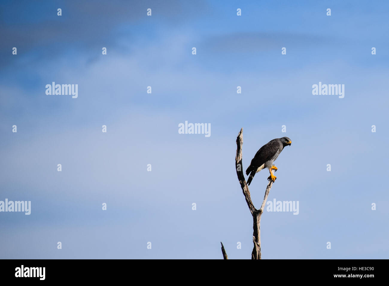 Barred hawk hi-res stock photography and images - Alamy