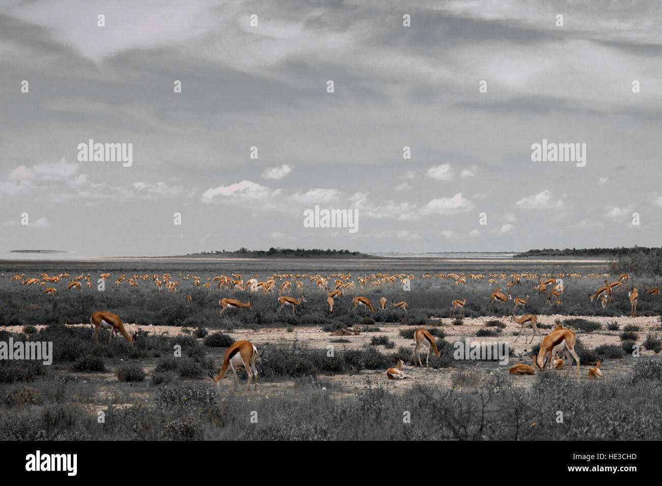 Africa springbok antelope rest in hi-res stock photography and images ...