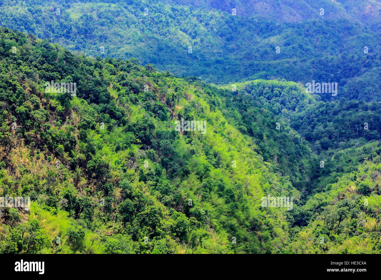 aerial view of the forest Stock Photo - Alamy