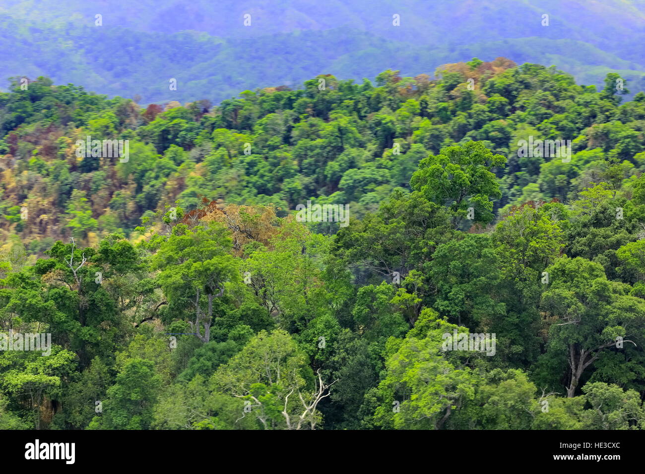 aerial view of the forest Stock Photo - Alamy