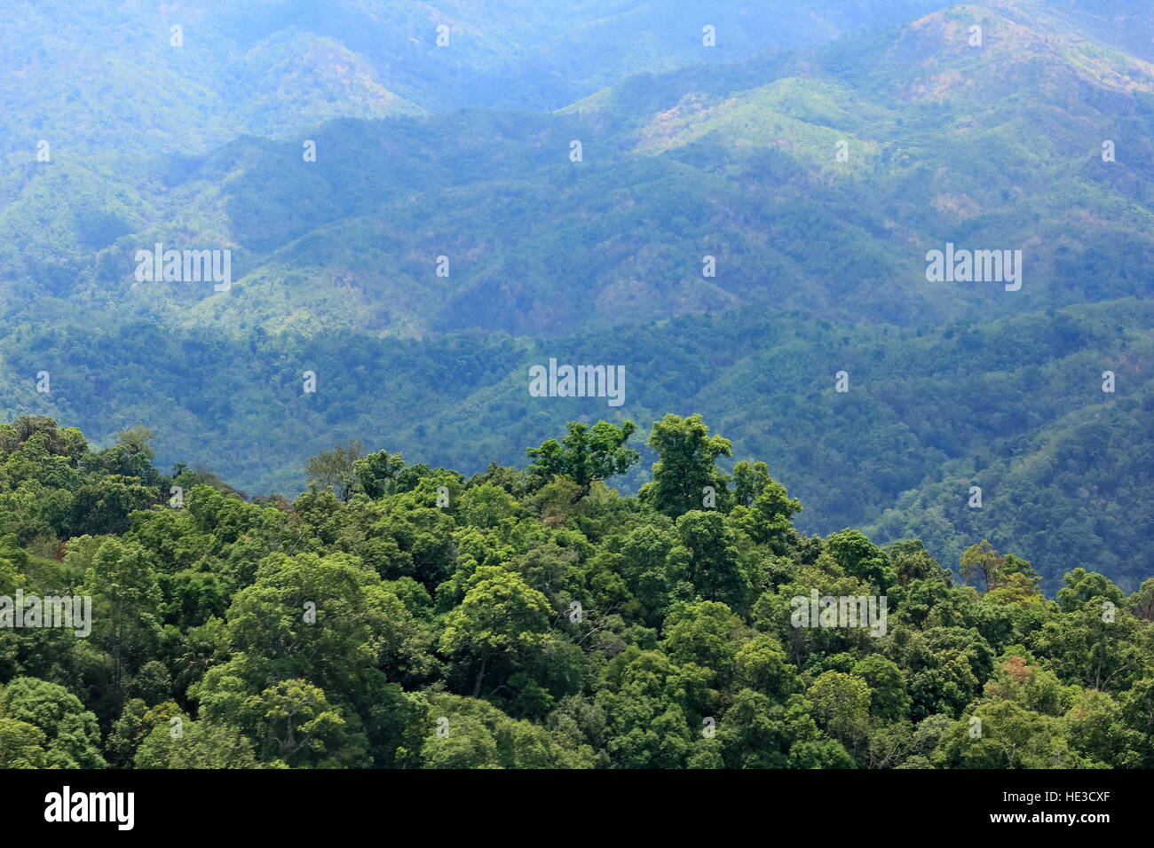 aerial view of the forest Stock Photo - Alamy