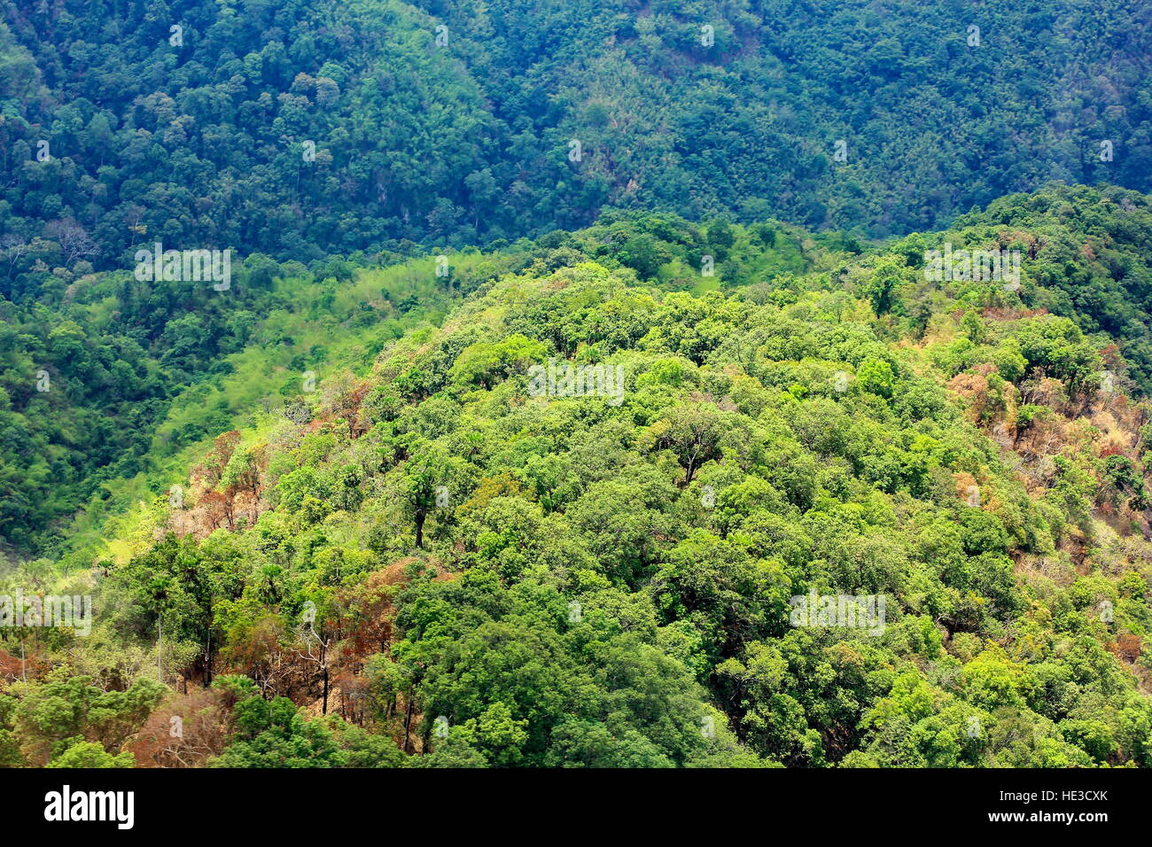 aerial view of the forest Stock Photo - Alamy
