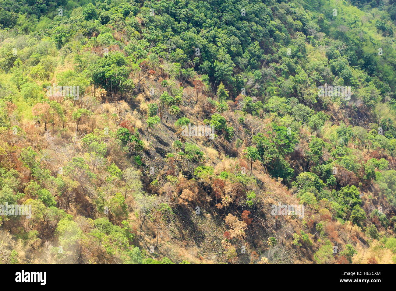 aerial view of the forest Stock Photo - Alamy