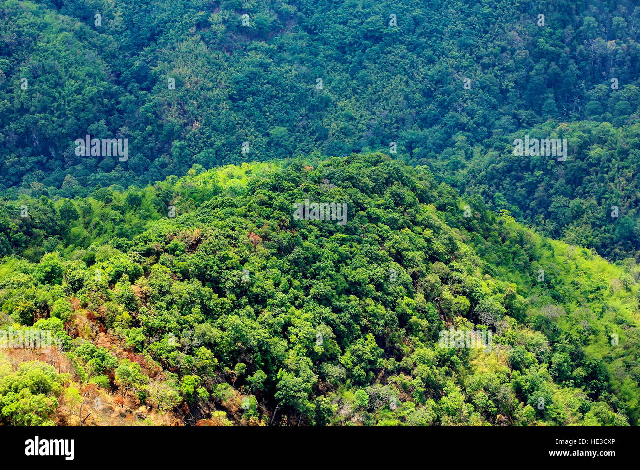 aerial view of the forest Stock Photo - Alamy
