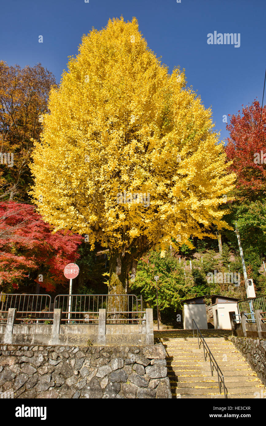 Ginkgo tree in autumn color at the Shizuhara Shrine, Kyoto, Japan Stock ...