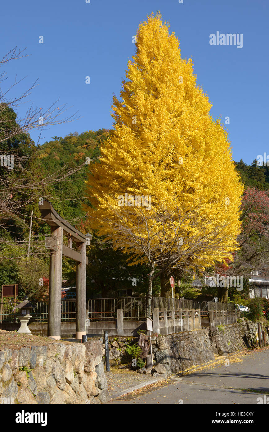 Ginkgo tree in autumn color at the Shizuhara Shrine, Kyoto, Japan Stock ...