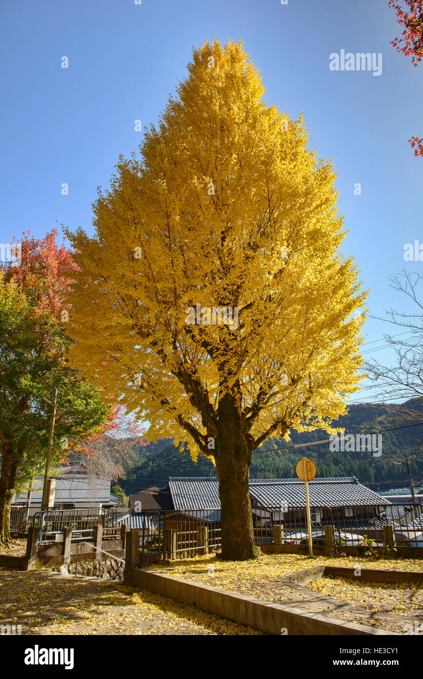 Ginkgo tree in autumn color at the Shizuhara Shrine, Kyoto, Japan Stock ...