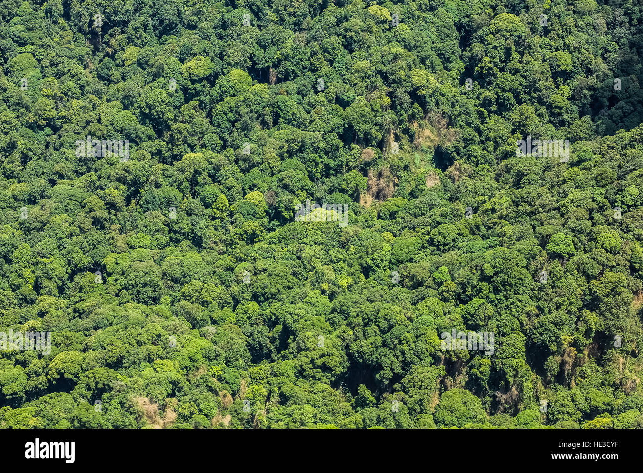 aerial view of the forest Stock Photo - Alamy