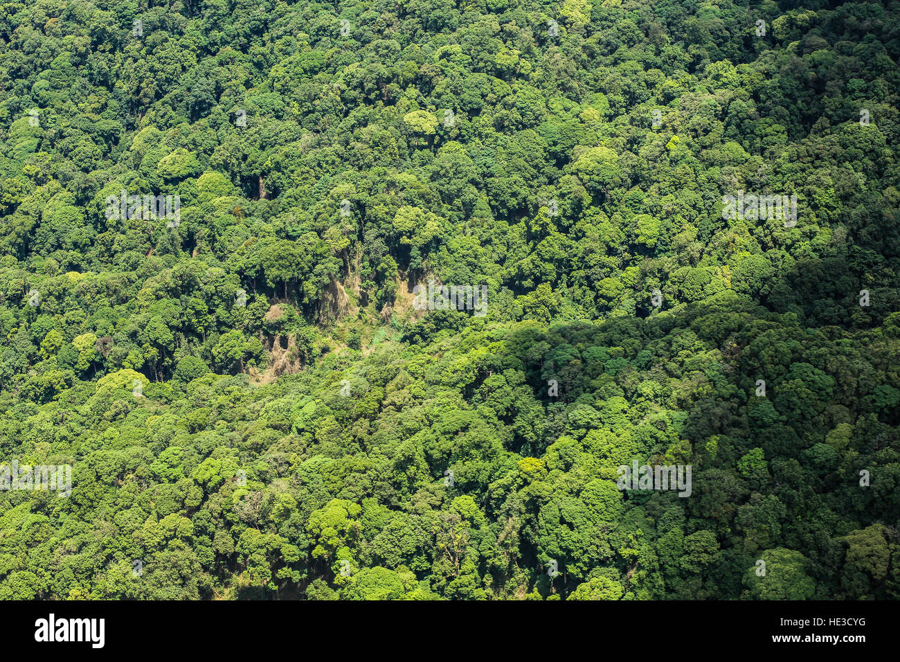 aerial view of the forest Stock Photo - Alamy