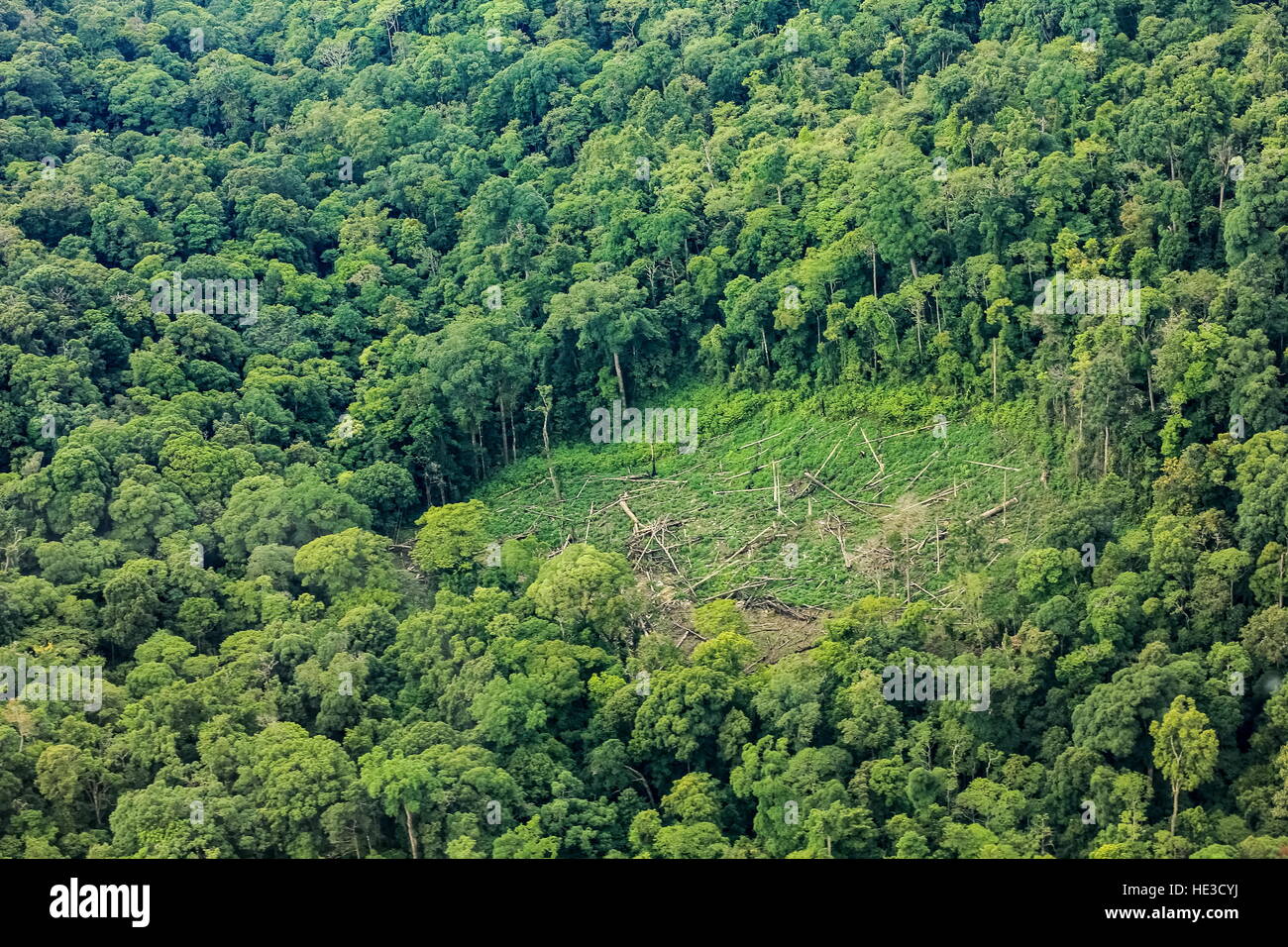 forest destruction in thailand form Aerial view Stock Photo - Alamy