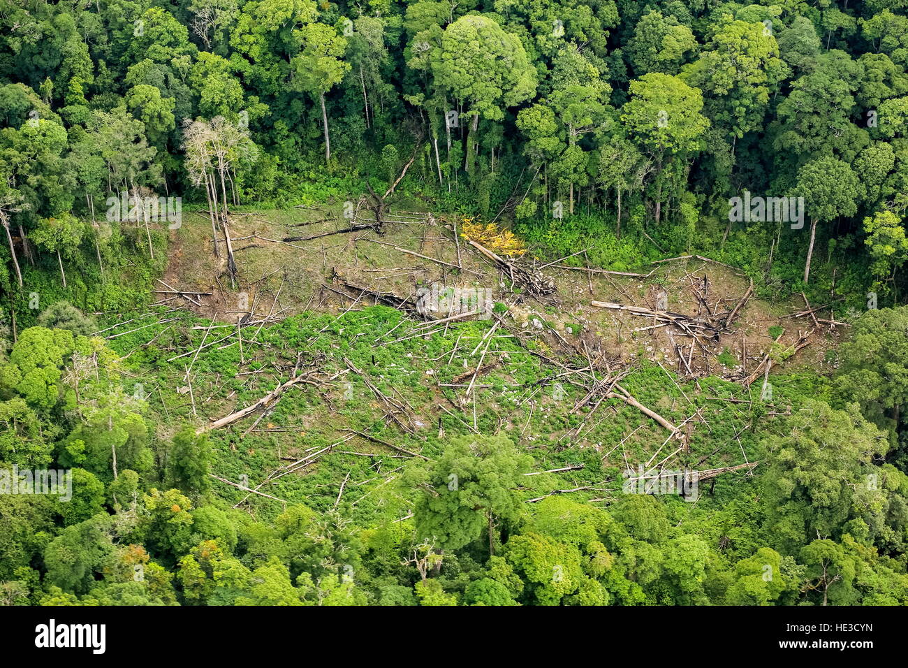 forest destruction in thailand form Aerial view Stock Photo - Alamy