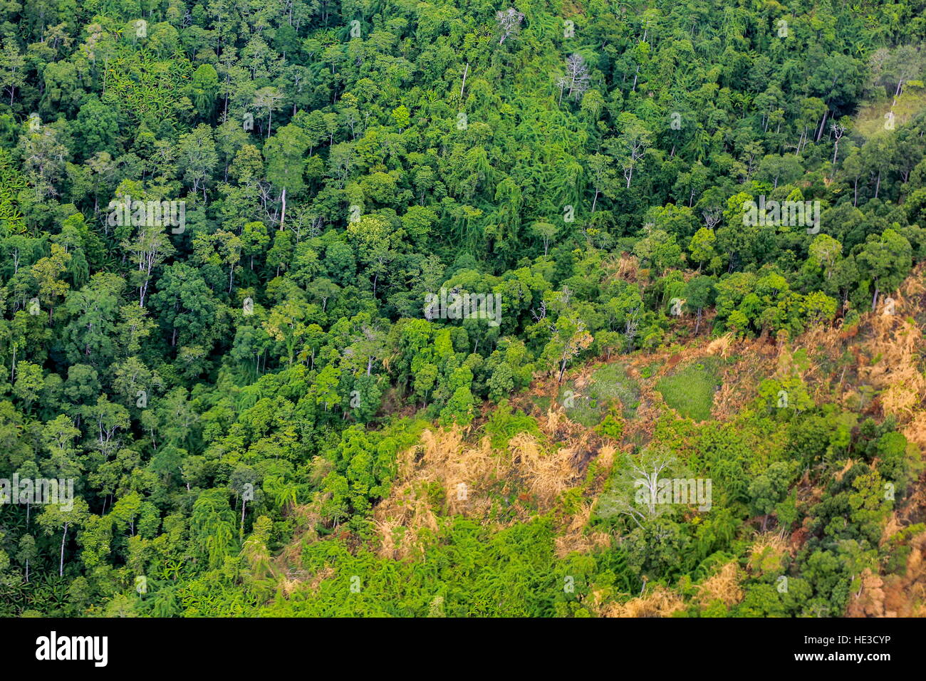aerial view of the forest Stock Photo - Alamy