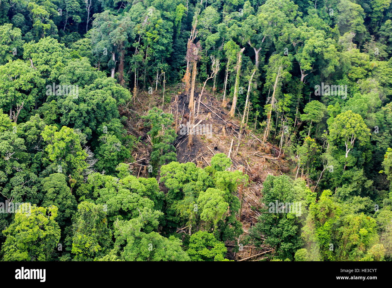 forest destruction in thailand form Aerial view Stock Photo - Alamy