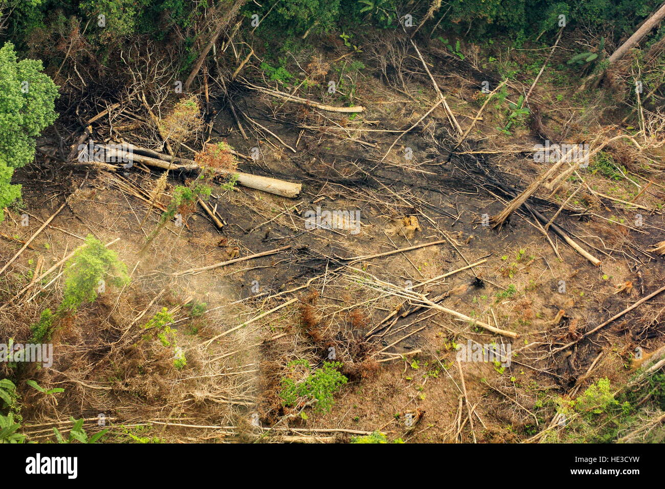 forest destruction in thailand form Aerial view Stock Photo - Alamy