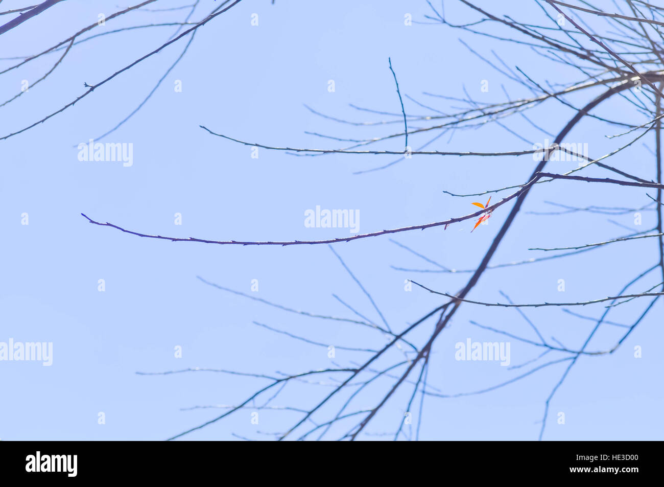 prunus puddum,wild himalayan cherry tree or cherry blossum tree ...
