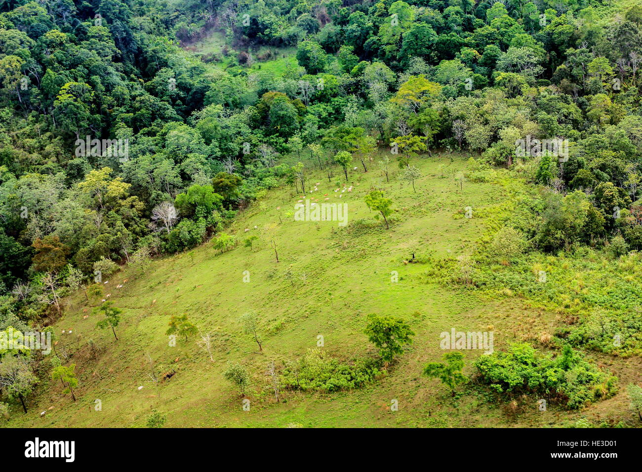 forest destruction in thailand form Aerial view Stock Photo - Alamy